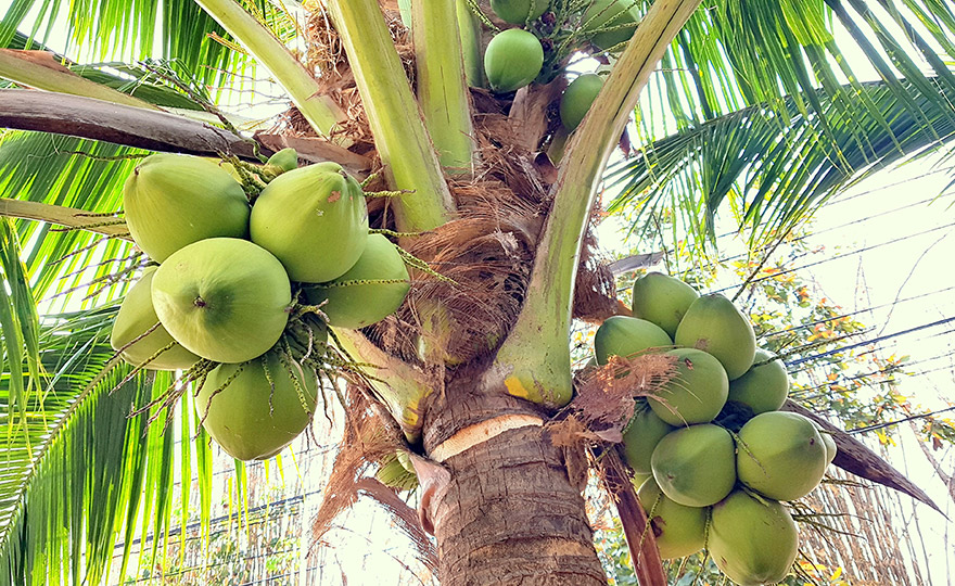 Ground Coconut Shell Reinforced - RheTech - Polypropylenes