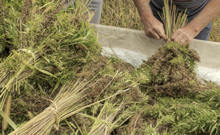 Hemp Fiber Reinforced - RheTech - Polypropylenes and Resins